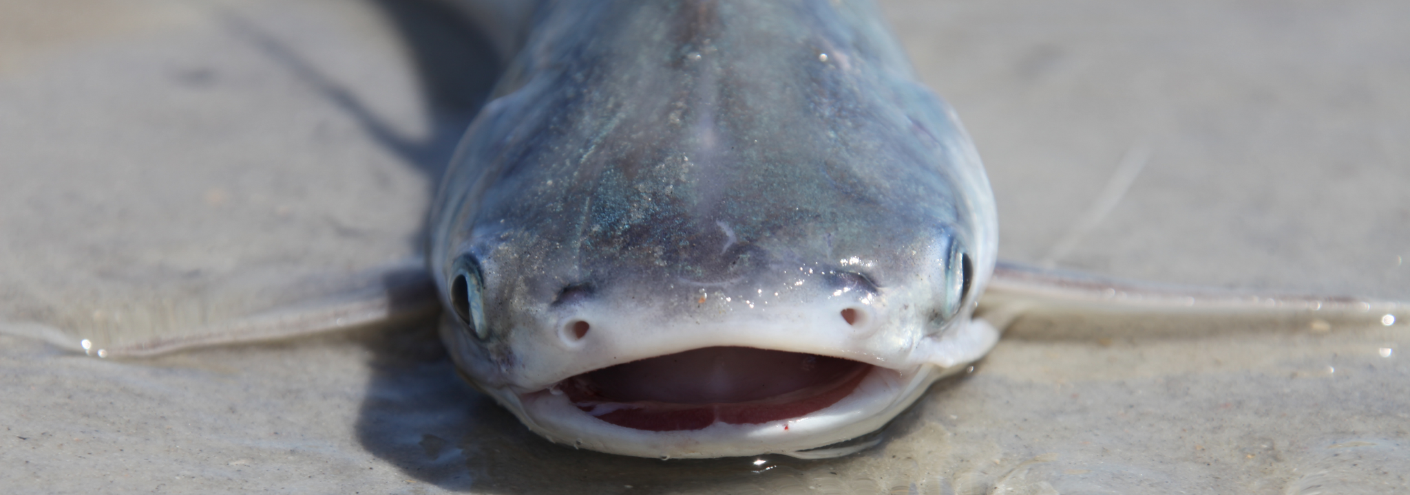 Catfish Pro | Premium Catfish Bait, Rods, Reels, and Gear for Everyone