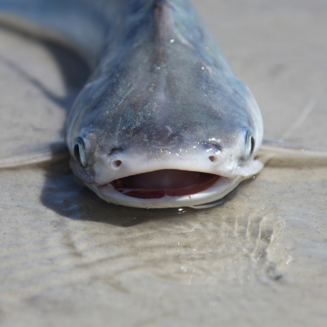 Catfish Pro | Premium Catfish Bait, Rods, Reels, and Gear for Everyone