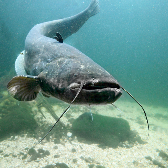 Catfish Pro | Premium Catfish Bait, Rods, Reels, and Gear for Everyone