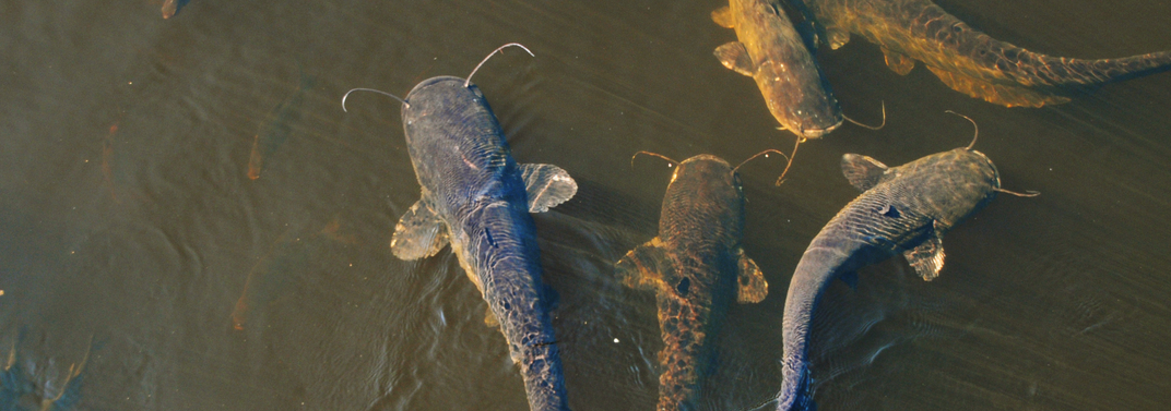 Catfish Pro | Premium Catfish Bait, Rods, Reels, and Gear for Everyone